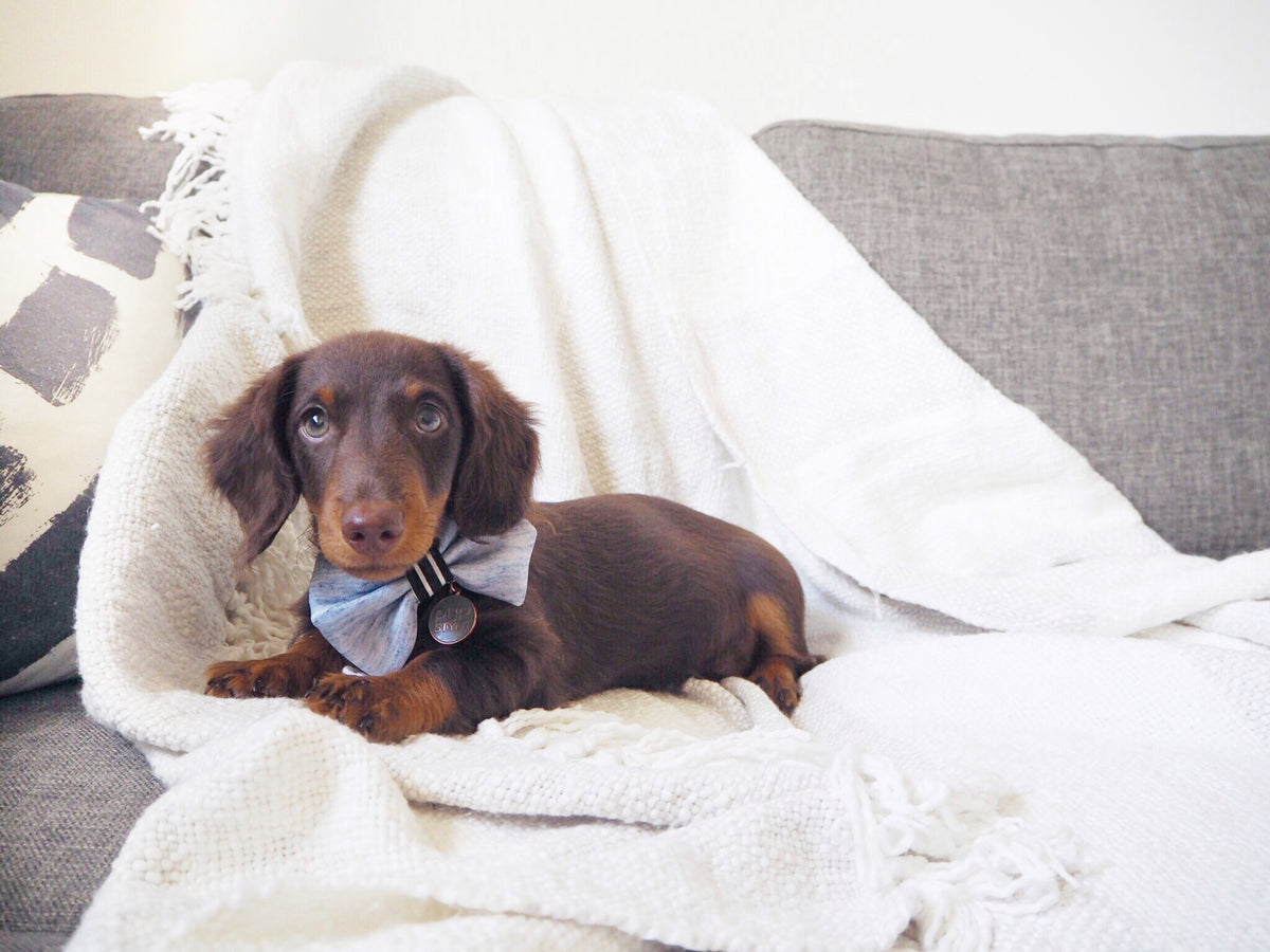 Our 5 Favourite Quick & Easy Healthy Dog Snacks to Keep you Looking an ...