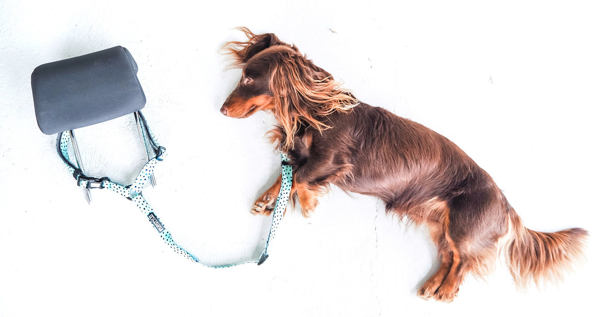 Dog Car Headrest Restraints - Safer Travel With Your Dog | PUPSTYLE