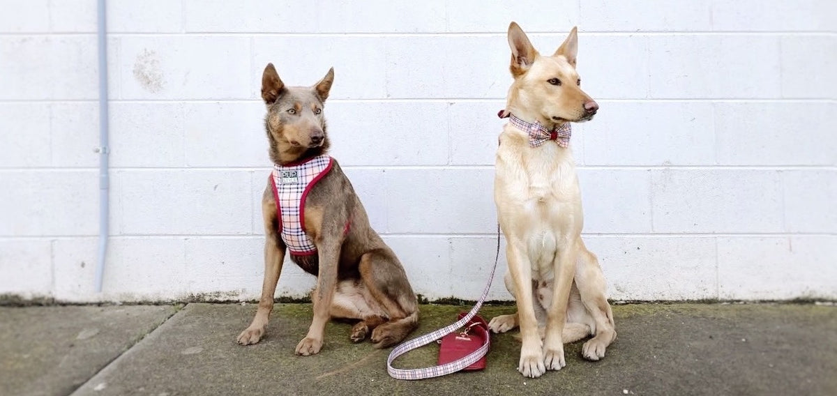 New Arrivals – PUPSTYLE