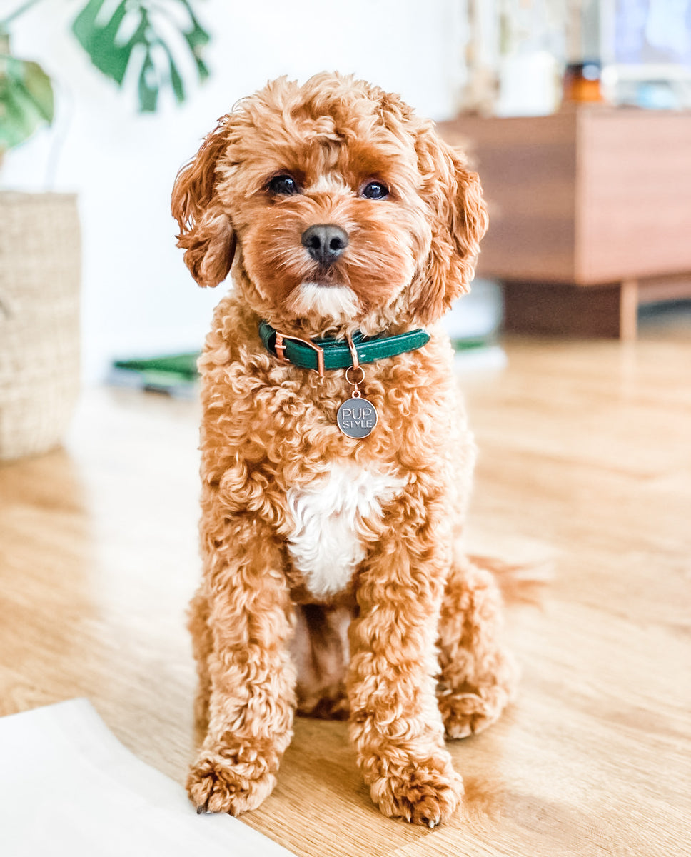 Emerald Envy houndstooth dog collar | PUPSTYLE Store