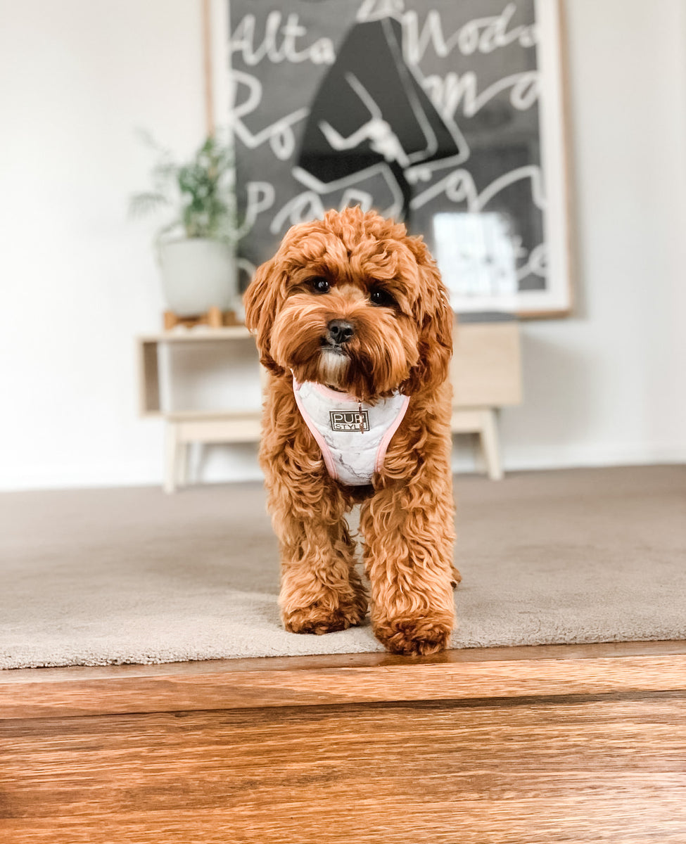 Marble Luxe best dog harness rated 5 stars | PUPSTYLE Store